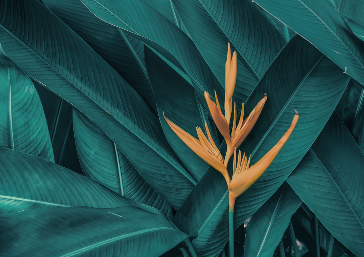 AI Color Correction Tool | Professional Photo Color-Fix Online